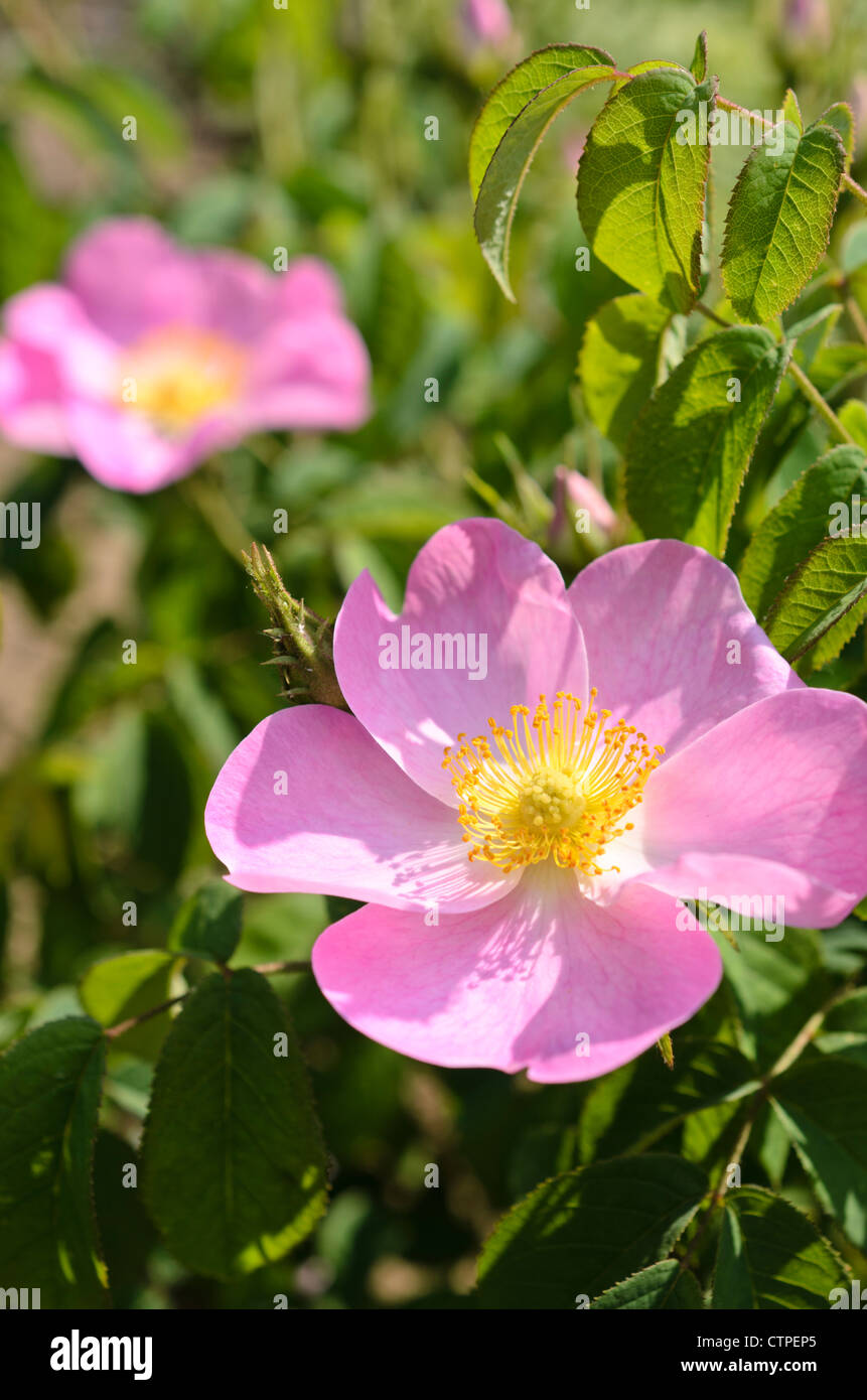 Rosa gallica hi-res stock photography and images - Alamy