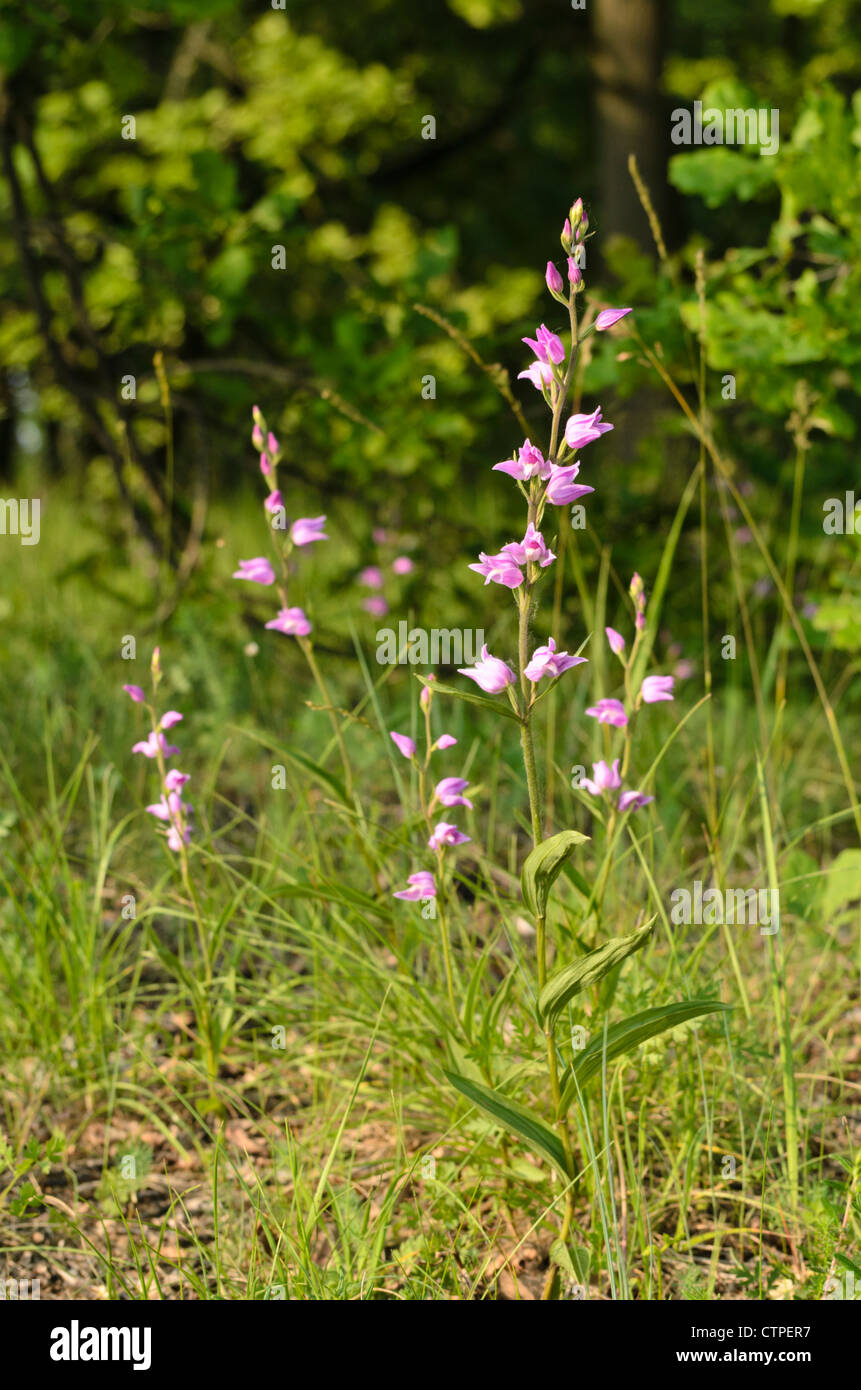 Red helleborine (Cephalanthera rubra Stock Photo - Alamy