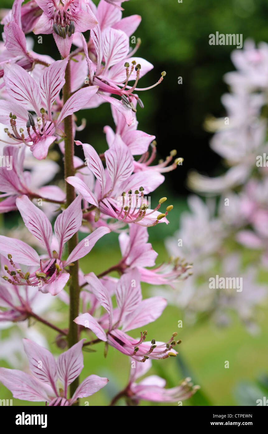 Dittany (Dictamnus albus Stock Photo - Alamy