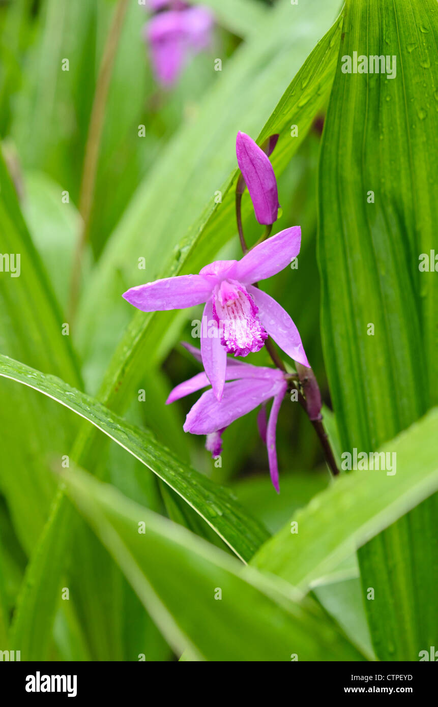 Bletilla hi-res stock photography and images - Alamy