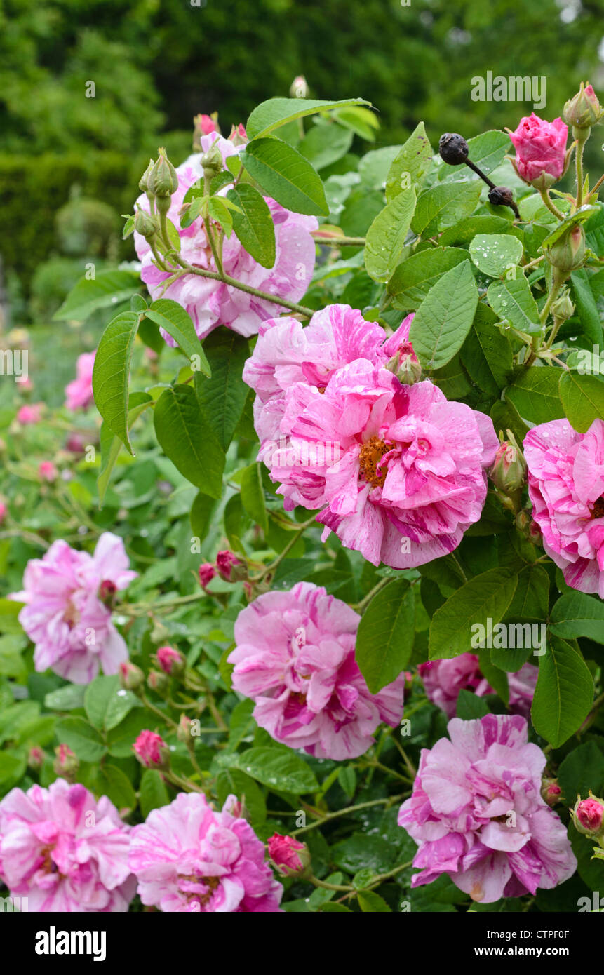 Rosa gallica hi-res stock photography and images - Alamy