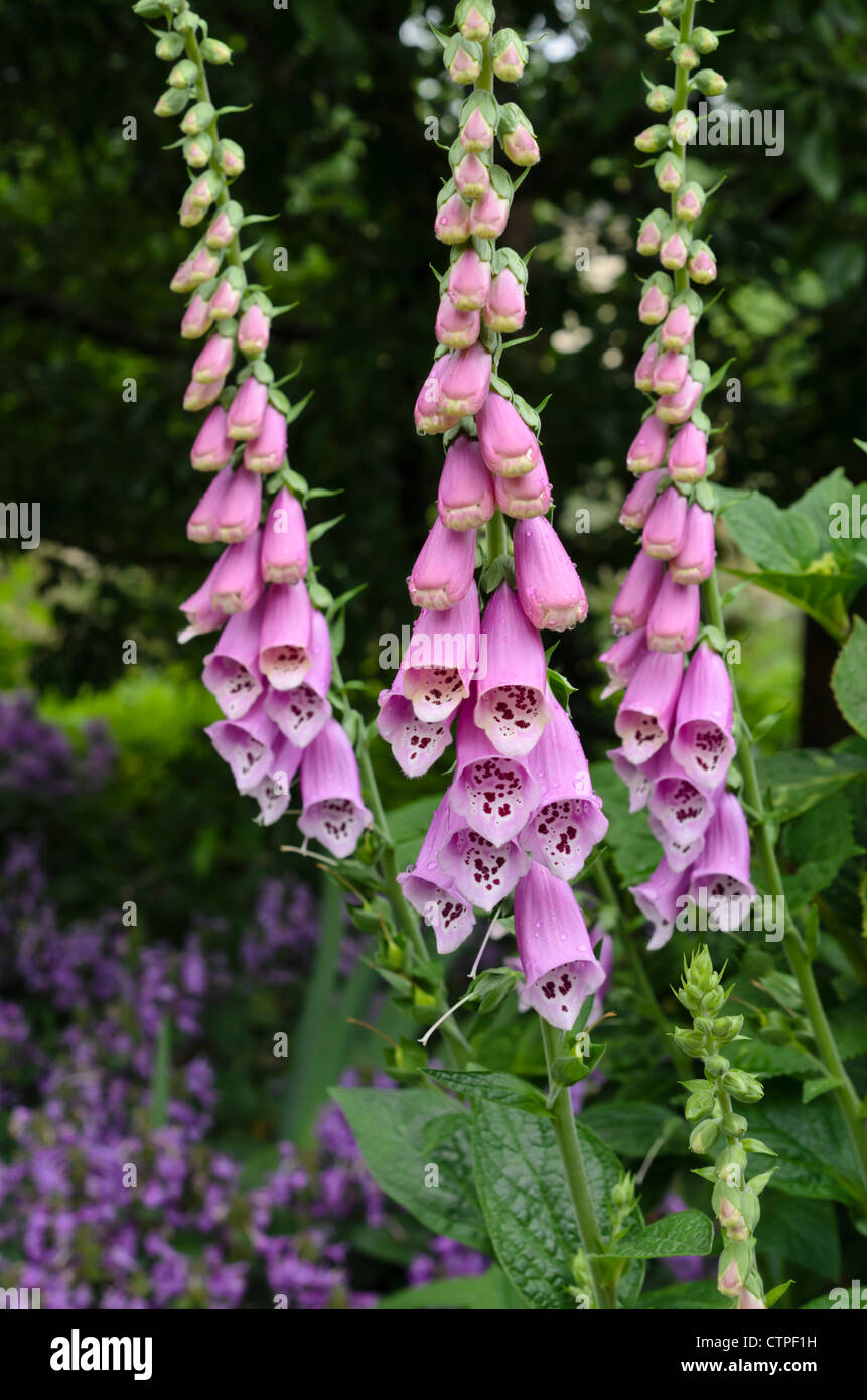 Common foxglove (Digitalis purpurea Stock Photo - Alamy
