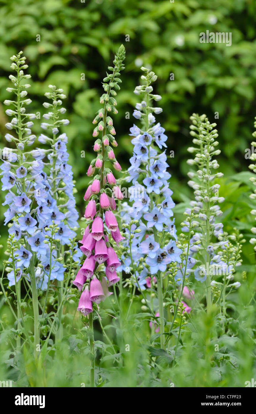 Common foxglove (Digitalis purpurea) and larkspur (Delphinium elatum ...