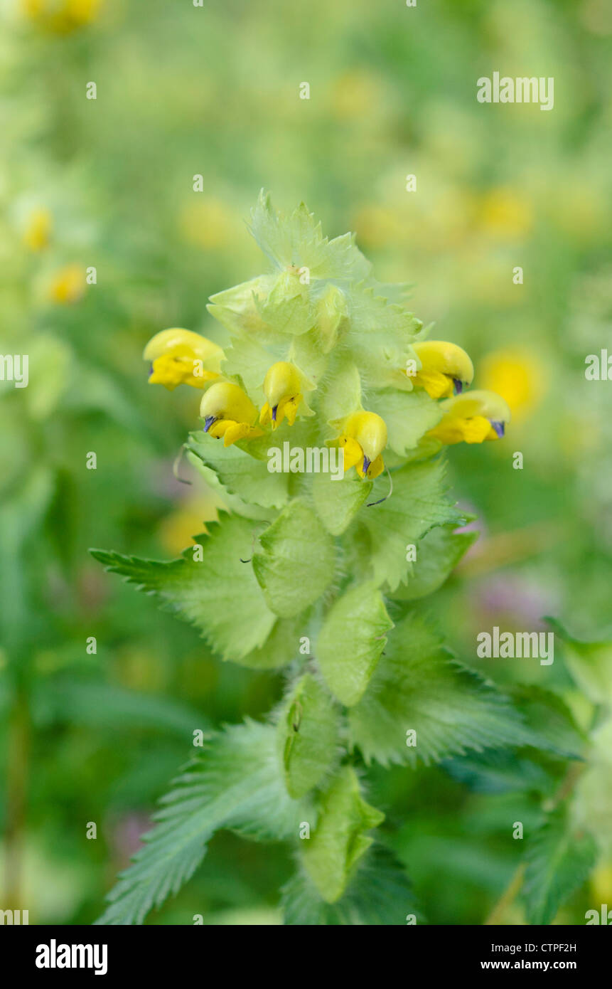 Yellow rattle (Rhinanthus alectorolophus Stock Photo - Alamy