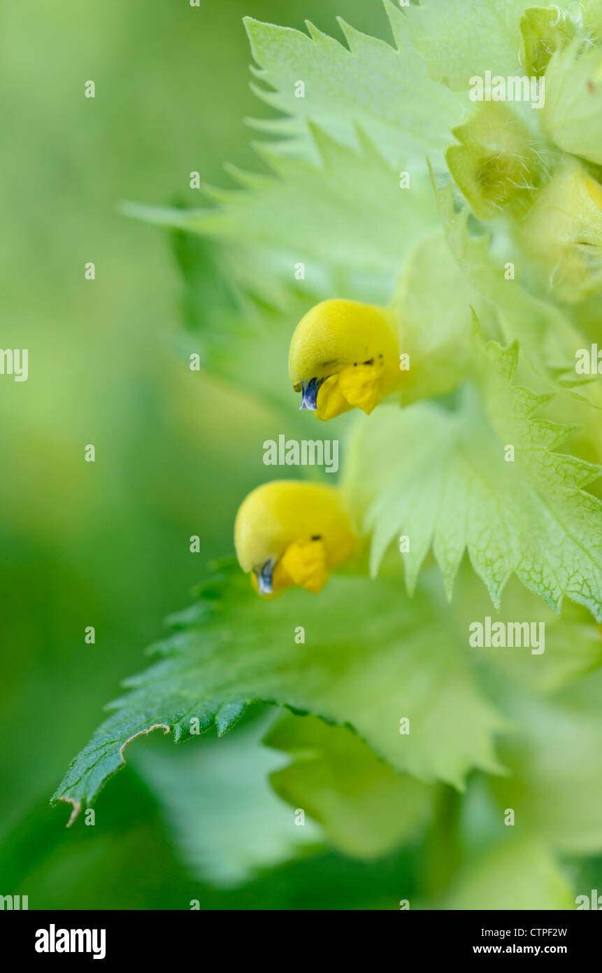 Yellow rattle (Rhinanthus alectorolophus Stock Photo - Alamy