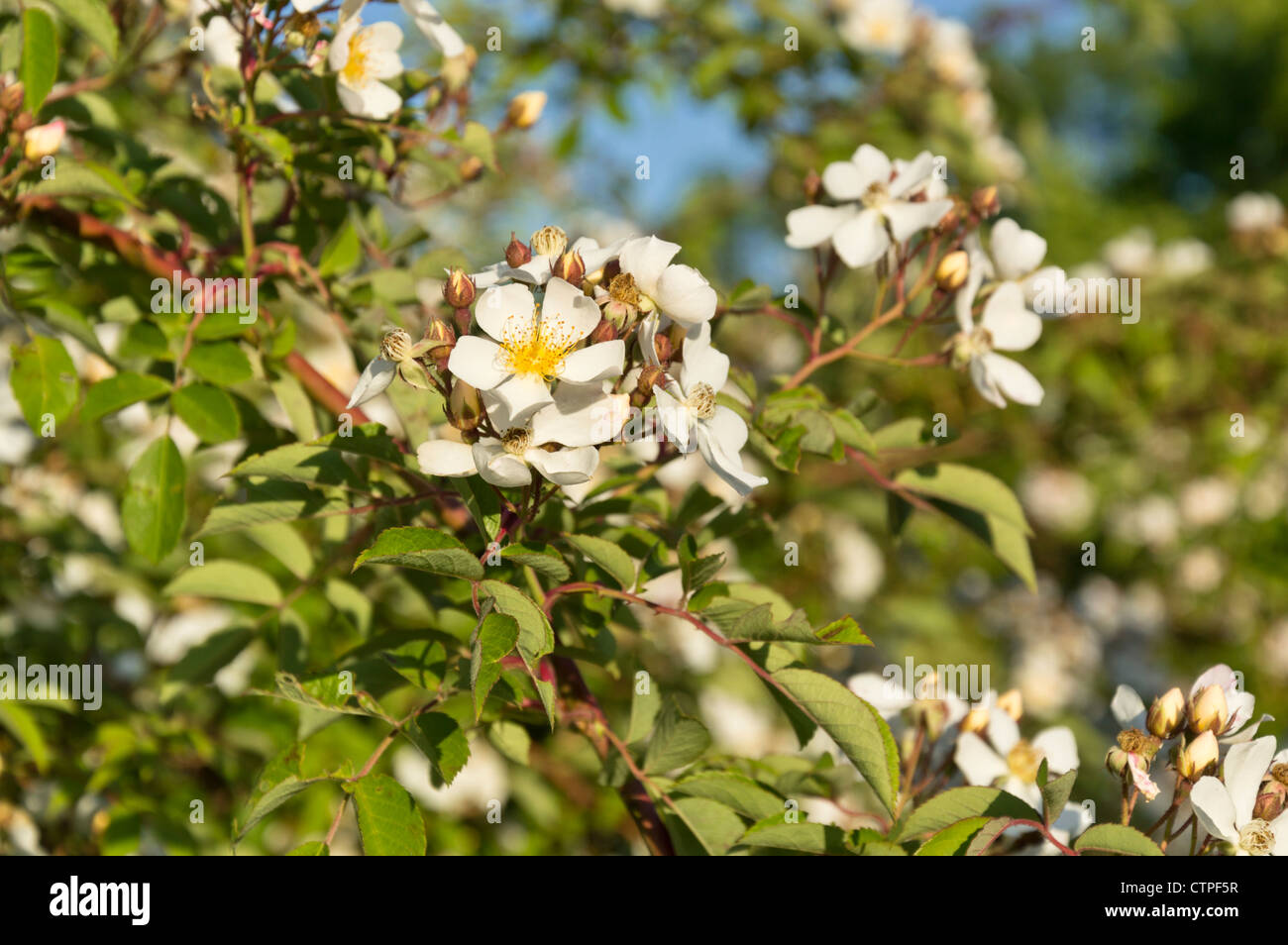 Helen Wilson's rose (Rosa helenae Stock Photo - Alamy