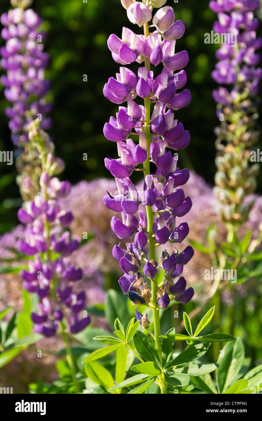 Garden lupin (Lupinus polyphyllus Stock Photo - Alamy