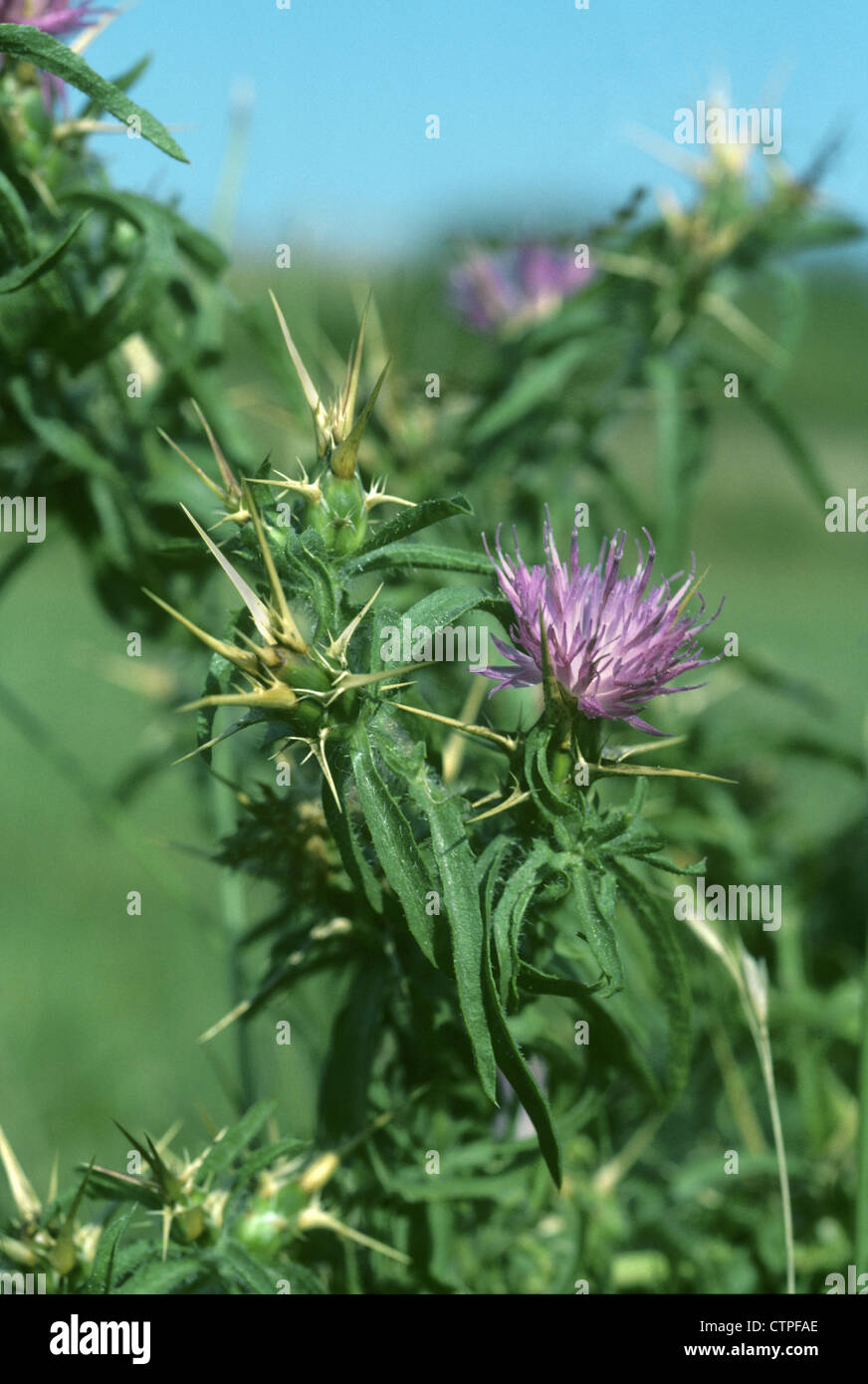 Star thistle hi-res stock photography and images - Alamy