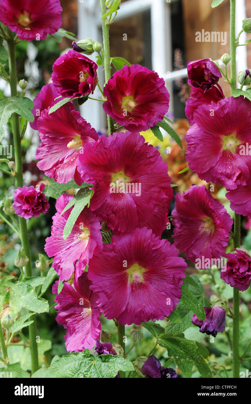 Alcea hollyhock hi-res stock photography and images - Alamy