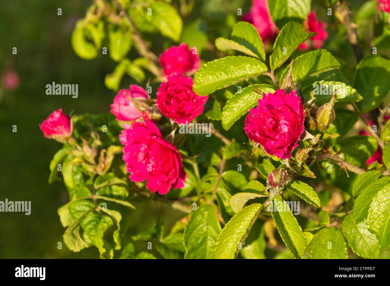 Grootendorst hi-res stock photography and images - Alamy