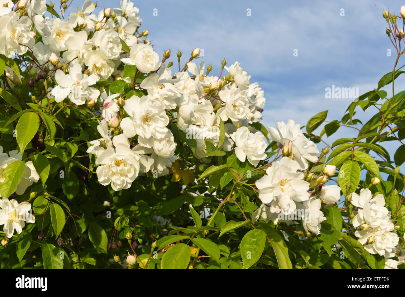 Rosa multiflora flower hi-res stock photography and images - Alamy