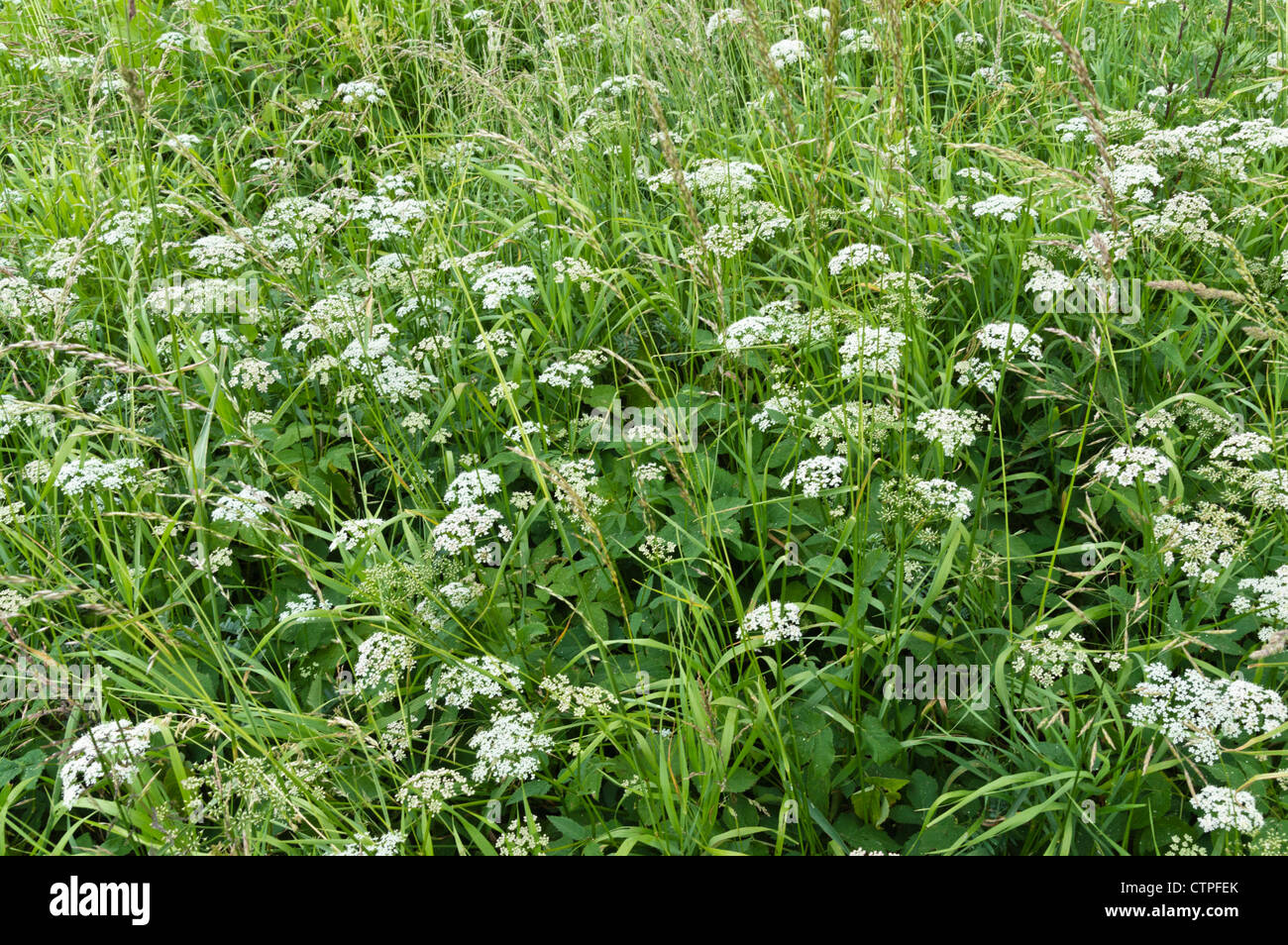 Ground elder (Aegopodium podagraria Stock Photo - Alamy