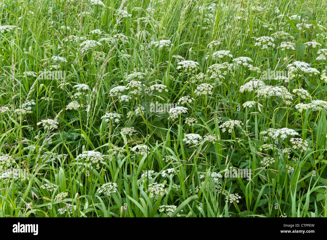 Ground elder (Aegopodium podagraria Stock Photo - Alamy