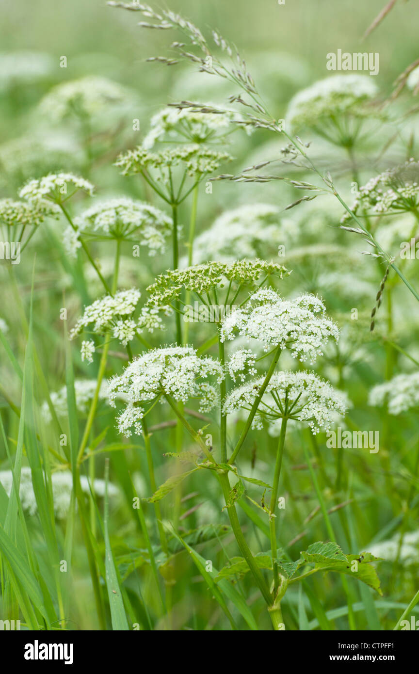 Ground elder (Aegopodium podagraria Stock Photo - Alamy