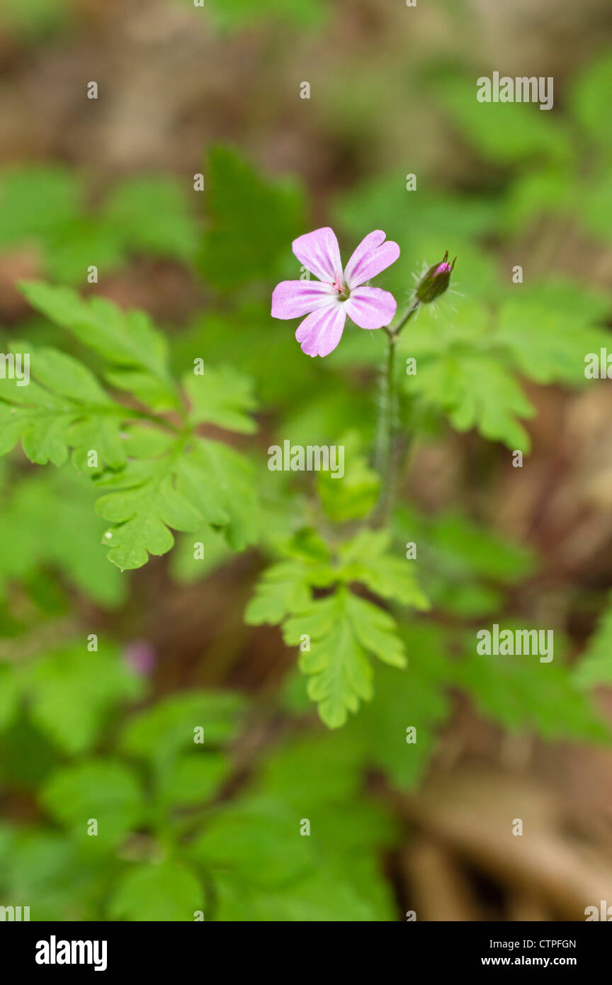 Herb robert (Geranium robertianum Stock Photo - Alamy