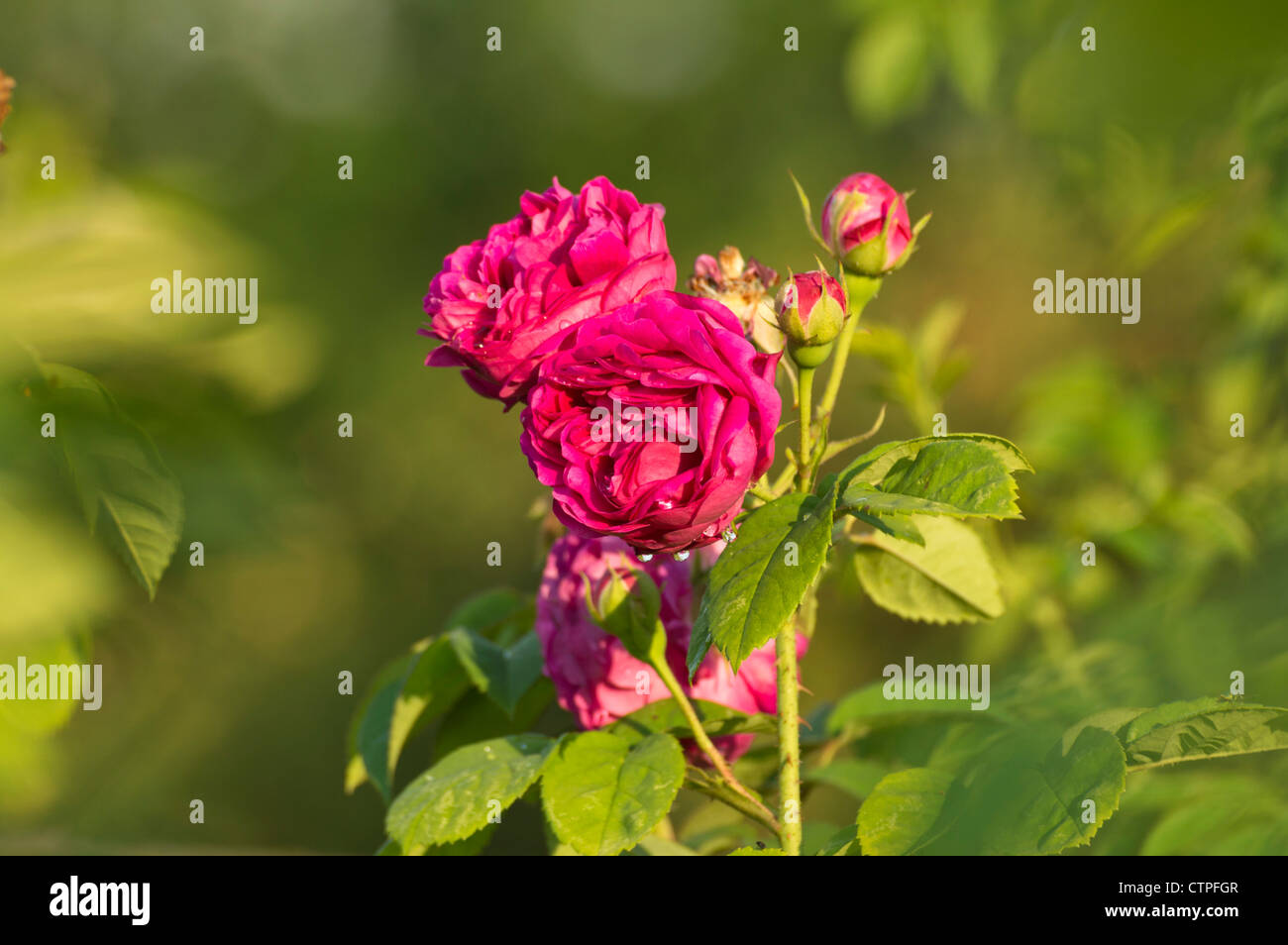 Bourbon rose hi-res stock photography and images - Alamy