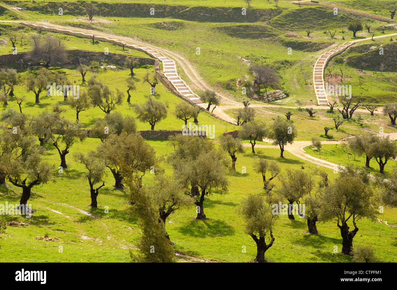Olive Tree Israel Valley High Resolution Stock Photography and Images ...