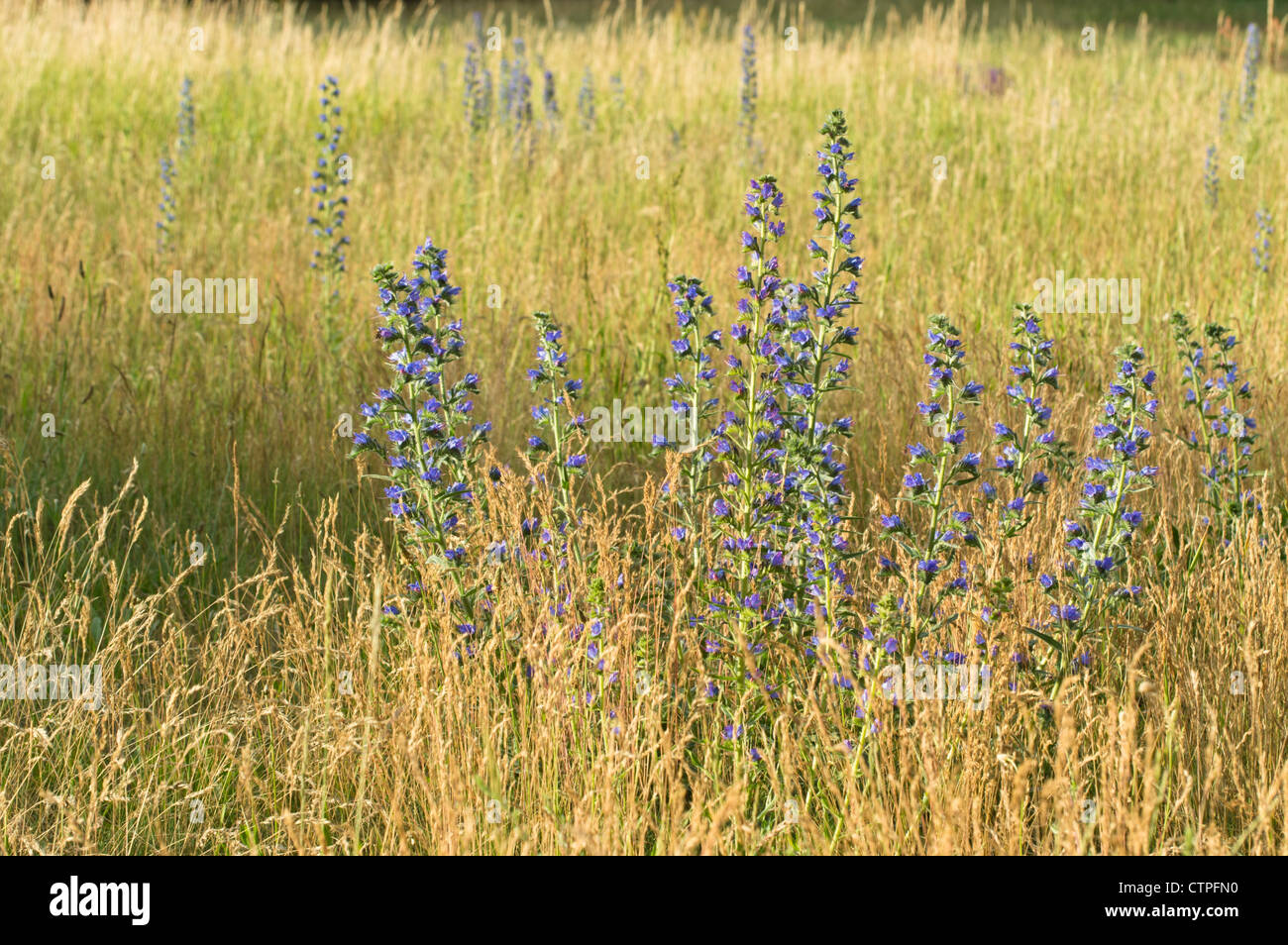 Echium vulgare flower hi-res stock photography and images - Alamy
