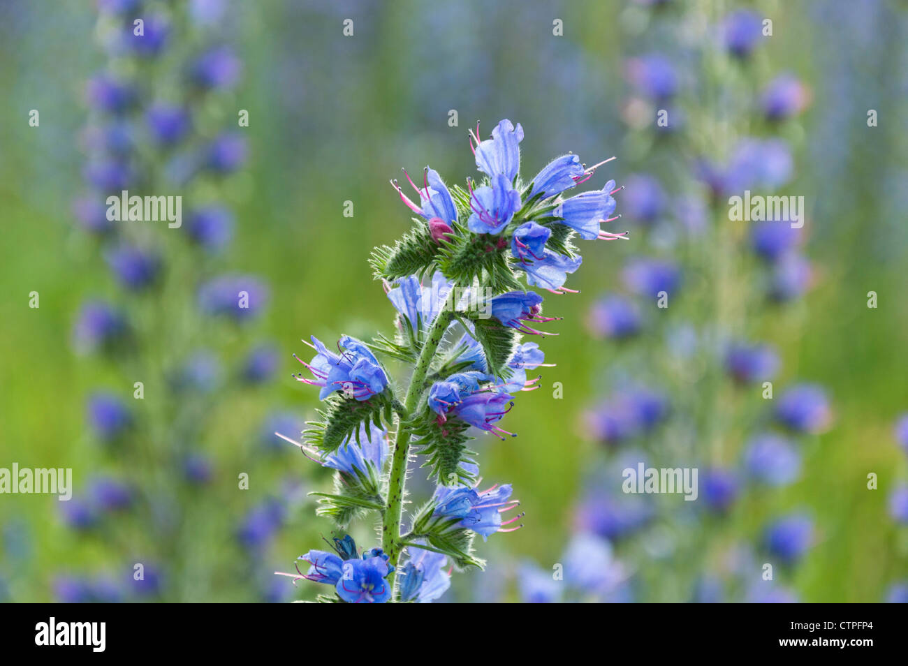 Viper's bugloss (Echium vulgare Stock Photo - Alamy
