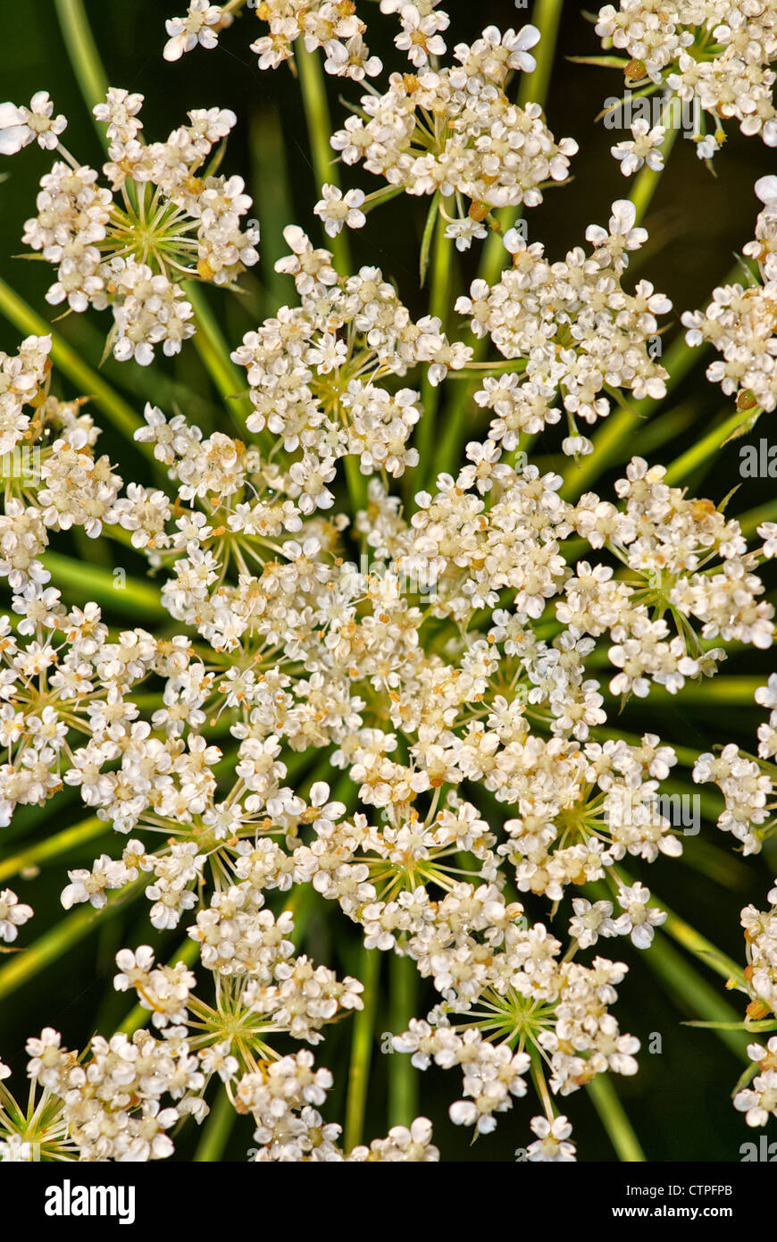 close-up of queen anne's lace Stock Photo - Alamy