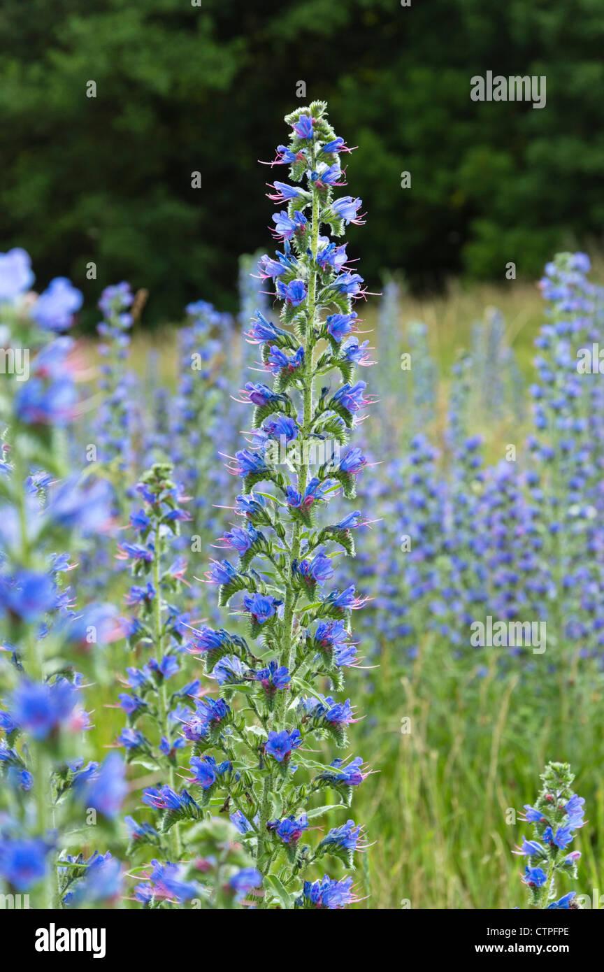 Viper's bugloss (Echium vulgare Stock Photo - Alamy