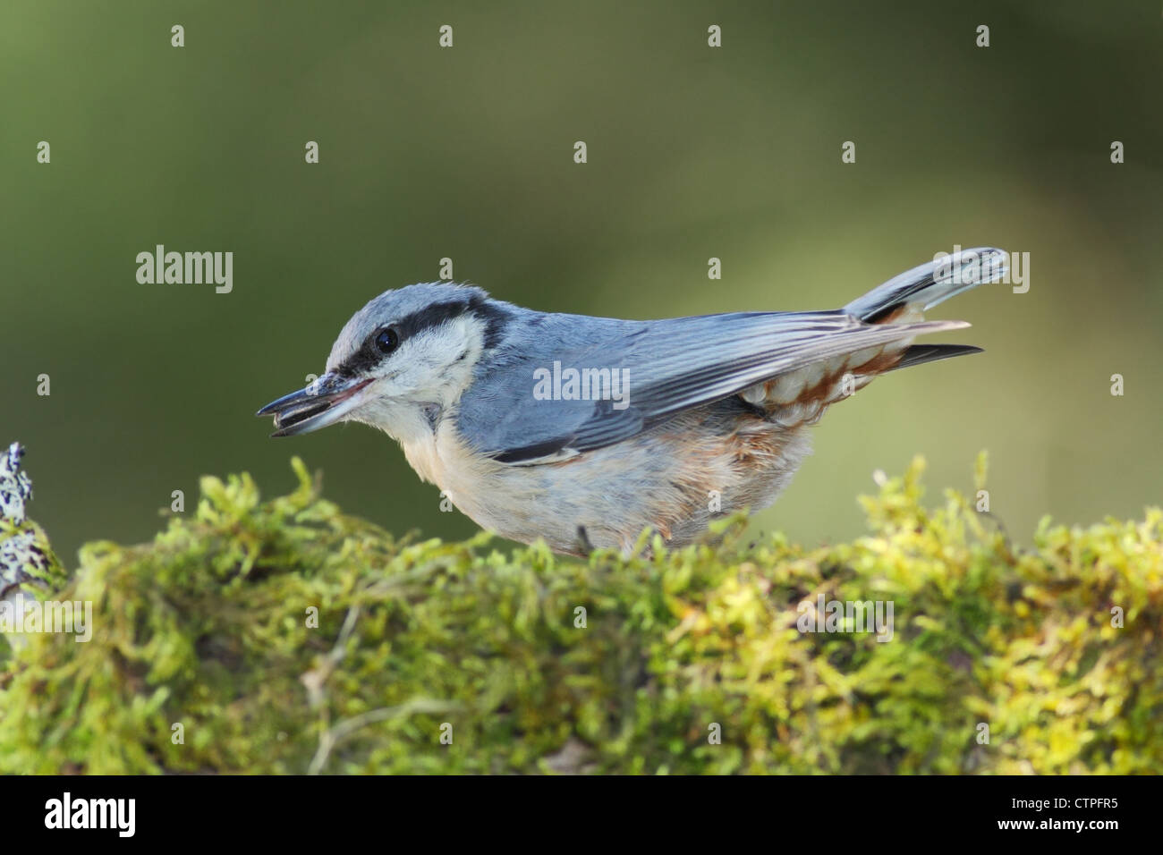 Nuthatch in the mossy surface with green background feeding on seeds ...