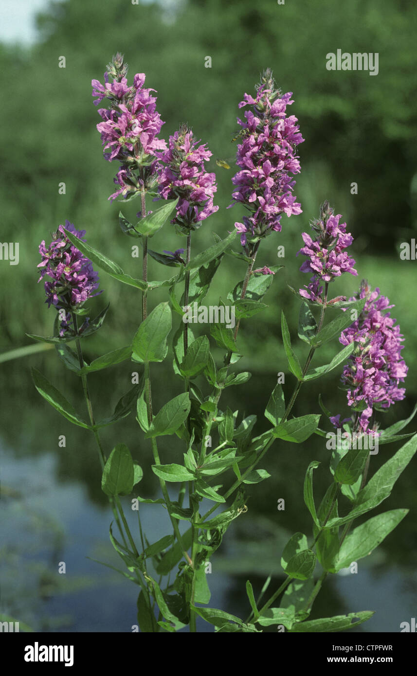 Lythraceae hi-res stock photography and images - Alamy