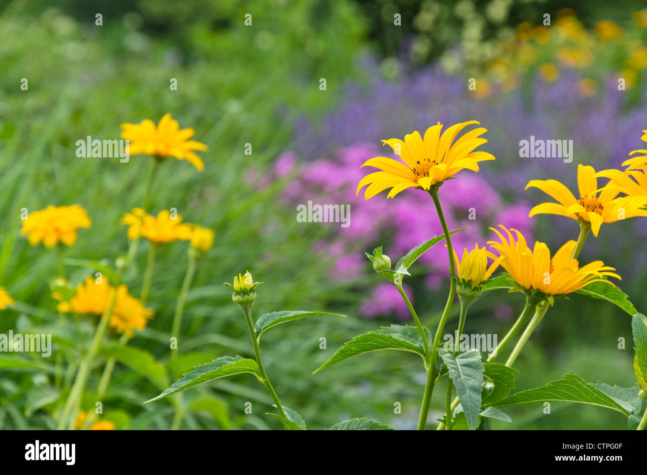 False sunflower (Heliopsis helianthoides Stock Photo - Alamy