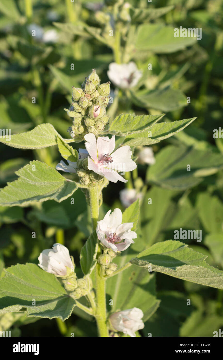 Marsh mallow (Althaea officinalis Stock Photo - Alamy