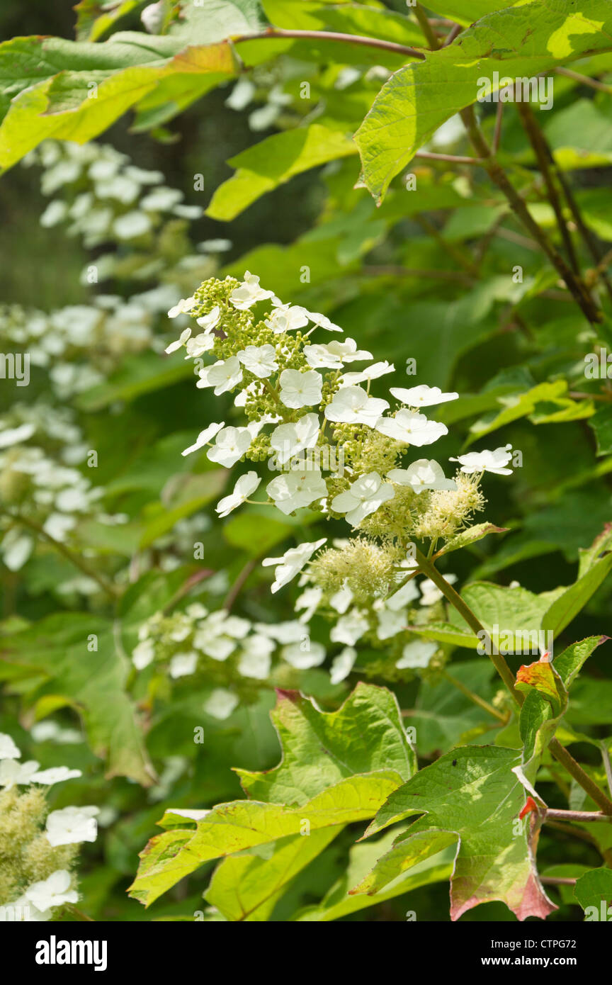 Oak-leaved hydrangea (Hydrangea quercifolia Stock Photo - Alamy
