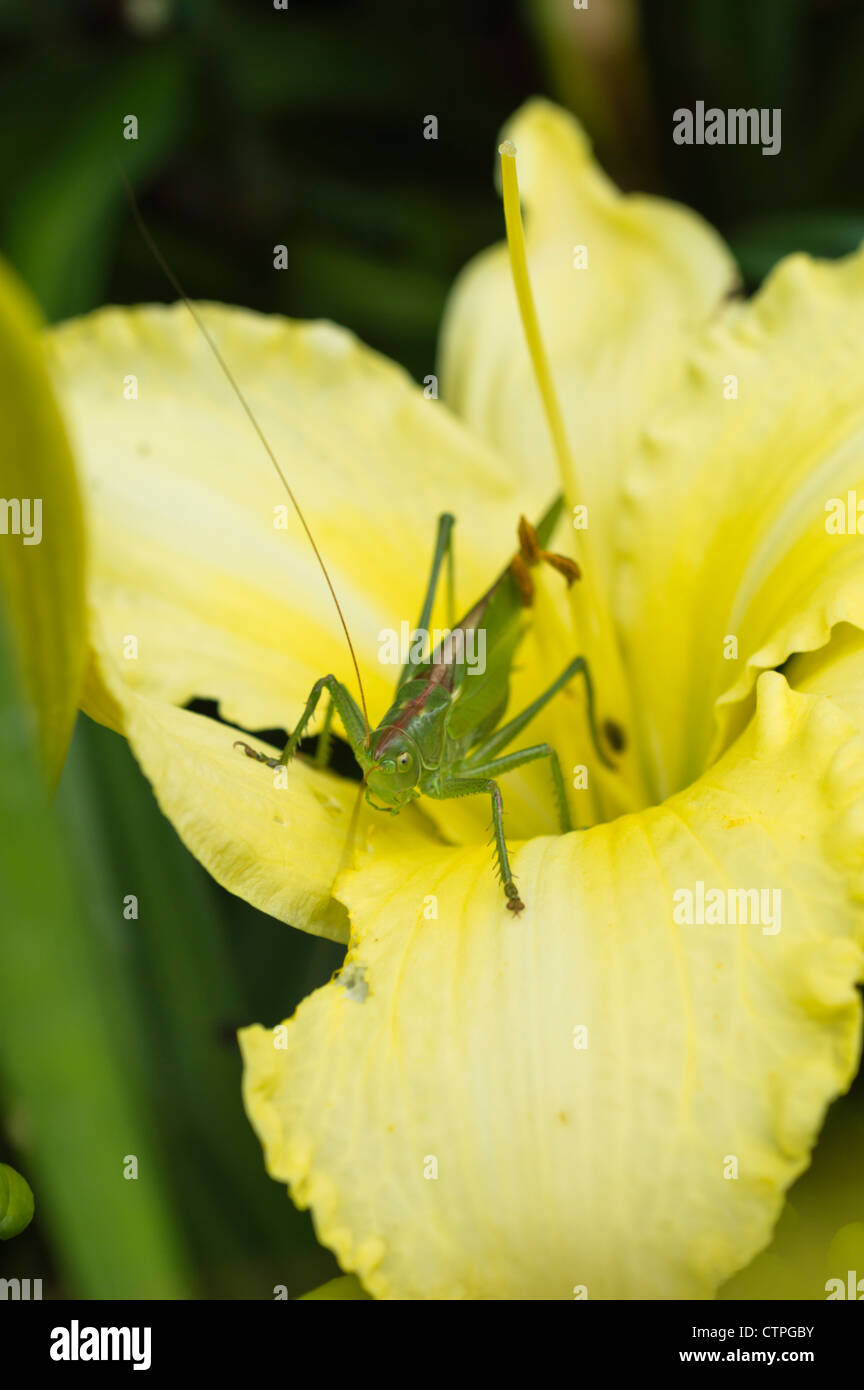 Great green grasshopper (Tettigonia viridissima) and day lily ...
