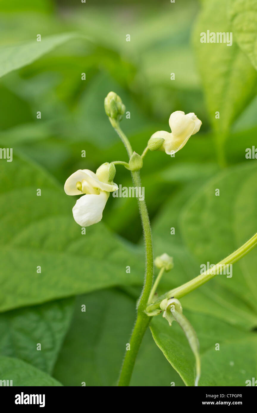 Bean plant phaseolus common bean hi-res stock photography and images ...