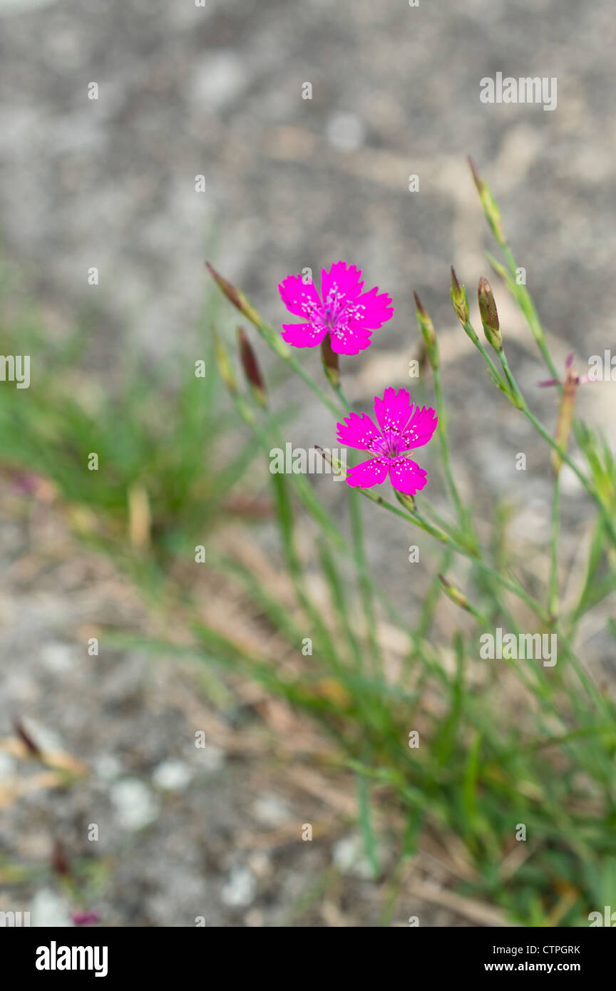 Maiden pink (Dianthus deltoides Stock Photo - Alamy