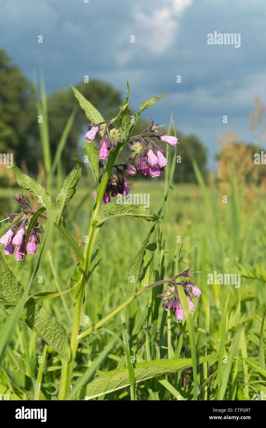 Common comfrey (Symphytum officinale Stock Photo - Alamy