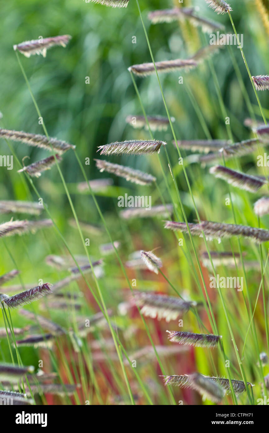 Mosquito grass (Bouteloua gracilis Stock Photo - Alamy