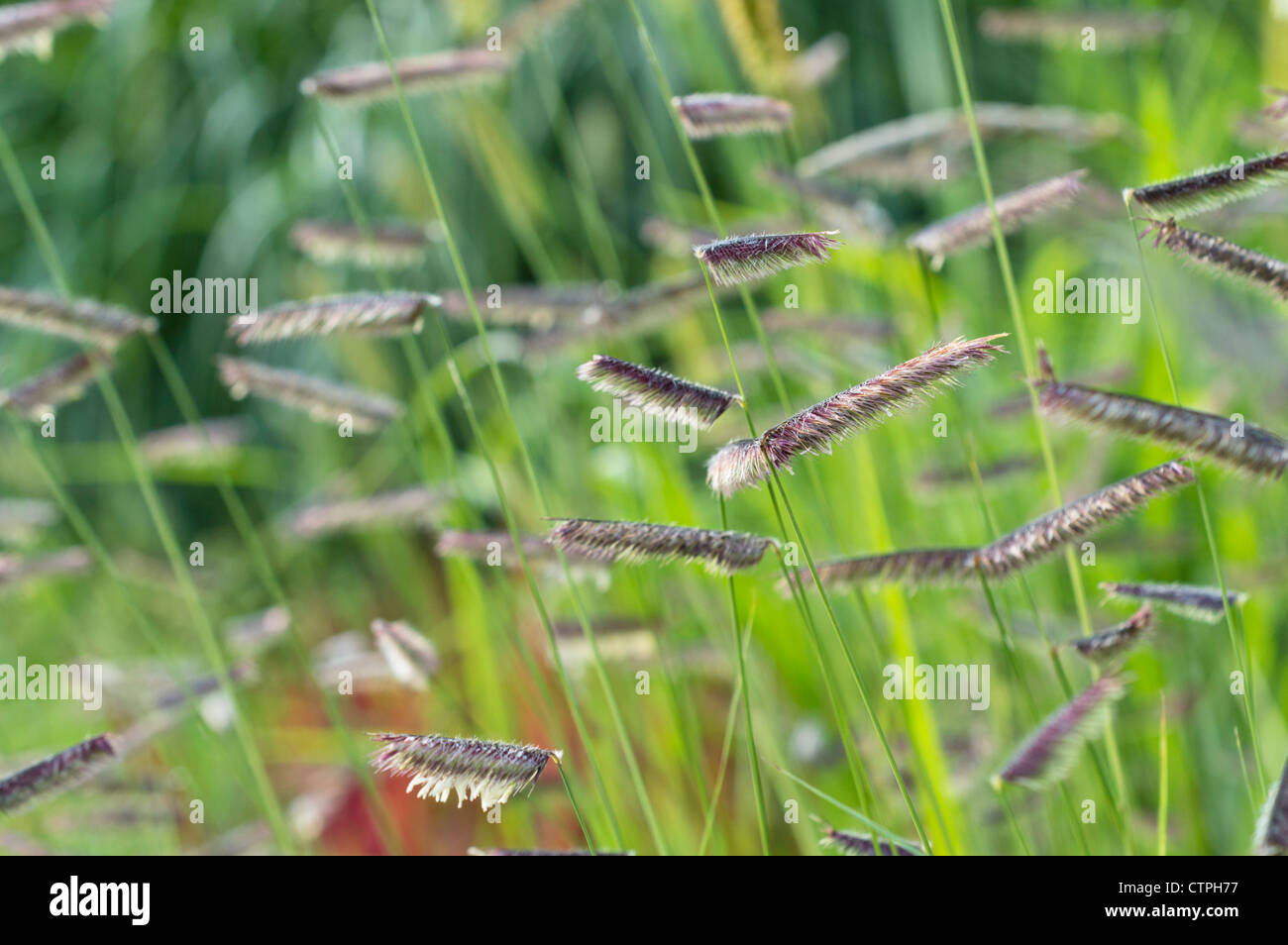 Mosquito grass (Bouteloua gracilis Stock Photo - Alamy