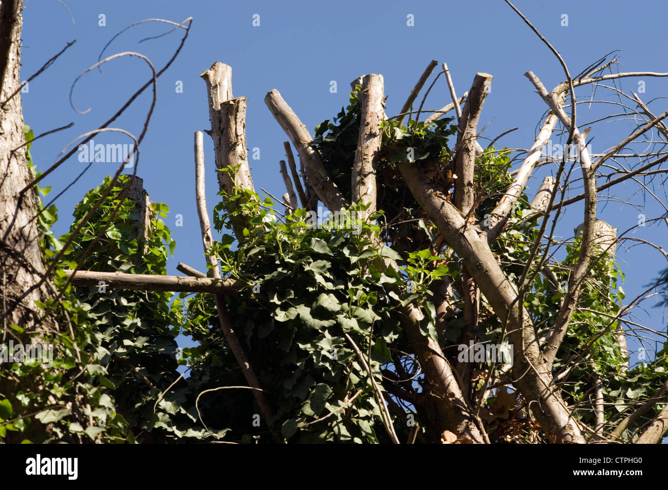 dead tree trunk covered in ivy against a blue sky Stock Photo - Alamy
