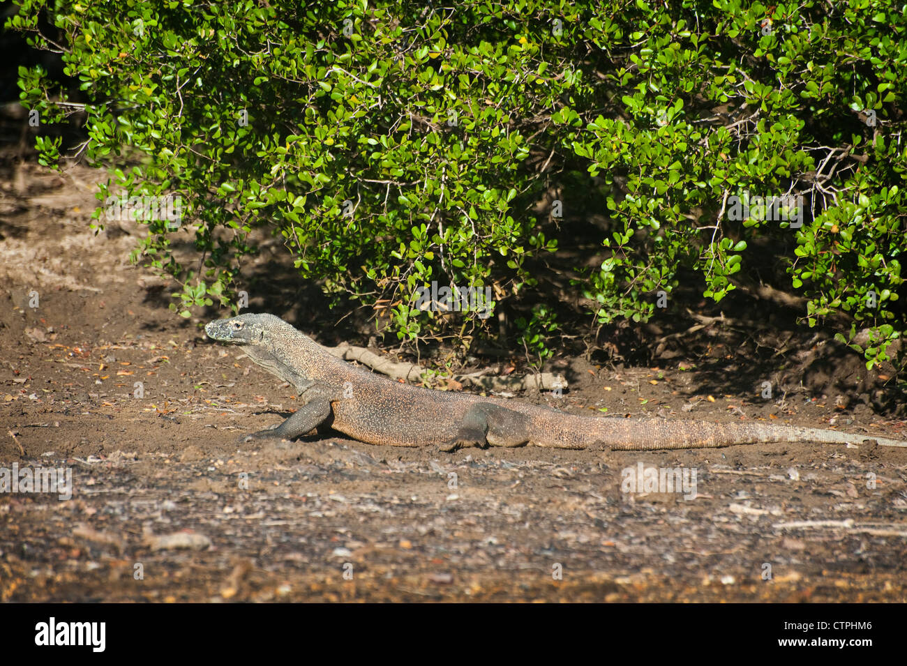 A Komodo dragon on Rinca island, Indonesia, one of only a very few ...