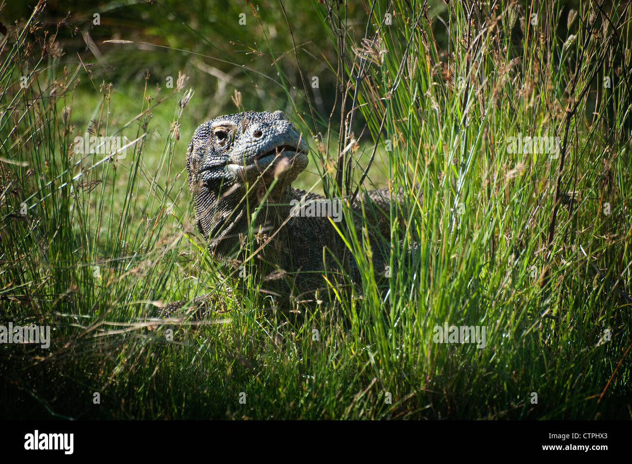 A Komodo dragon on Rinca island, Indonesia, one of only a very few ...