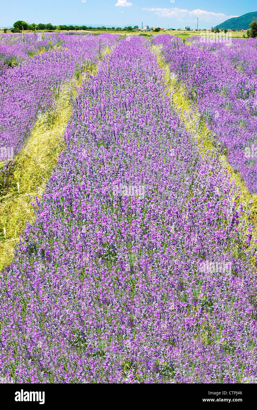 Lavender bulgaria hi-res stock photography and images - Alamy