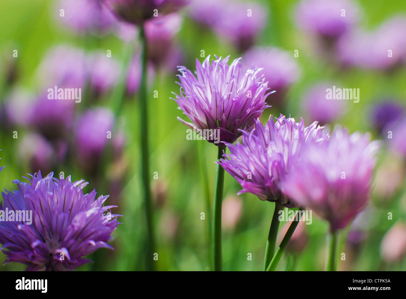 Chives with flowers hi-res stock photography and images - Alamy