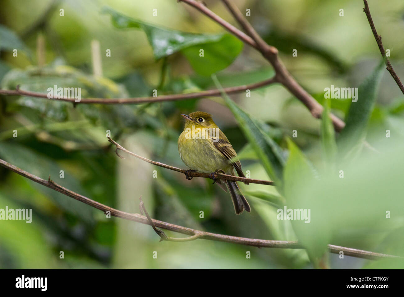 Yellowish Flycatcher (Empidonax flavescens) Bajo Mono trail, Chiriqui ...