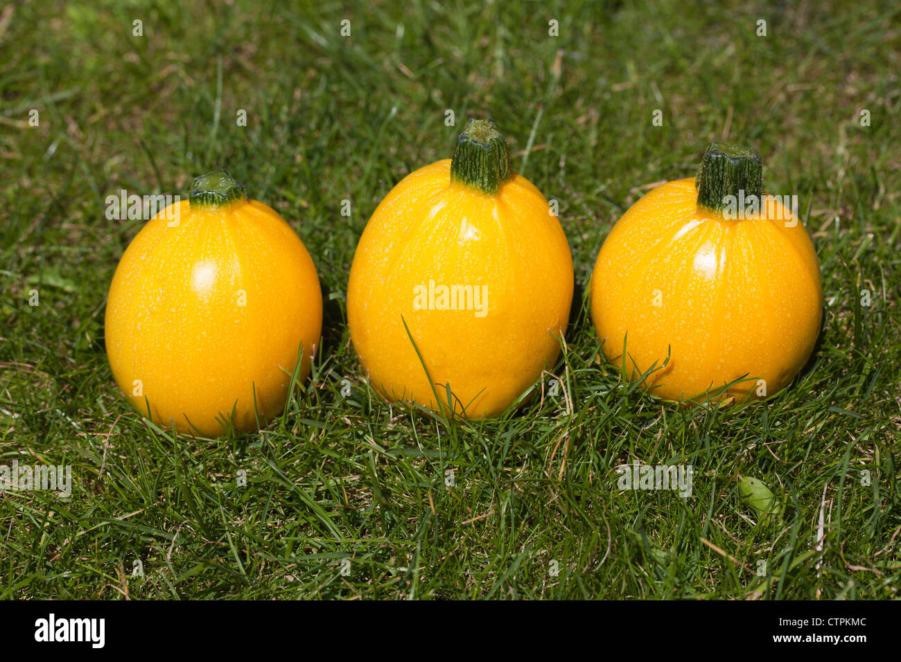 Round Yellow Courgettes Stock Photo - Alamy