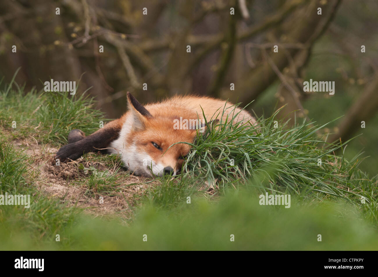 Red Fox (Vulpes vulpes) snoozing Stock Photo - Alamy
