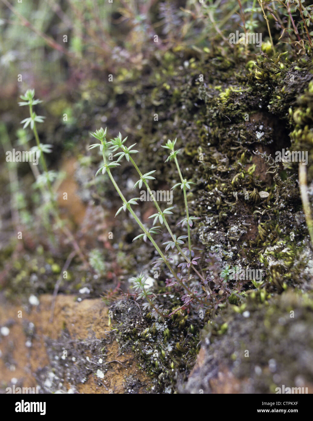 WALL BEDSTRAW Galium parisiense (Rubiaceae Stock Photo - Alamy
