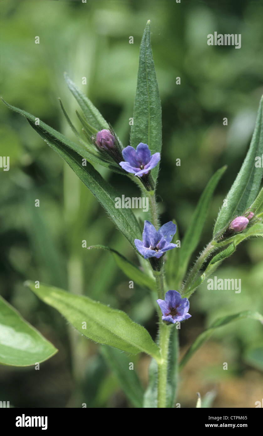 Gromwell plant hi-res stock photography and images - Alamy