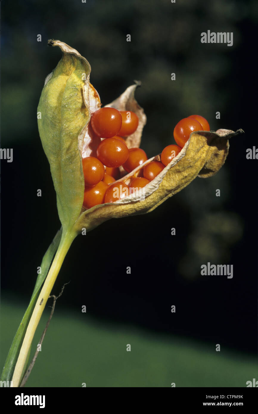 Stinking iris iris foetidissima berries hi-res stock photography and ...