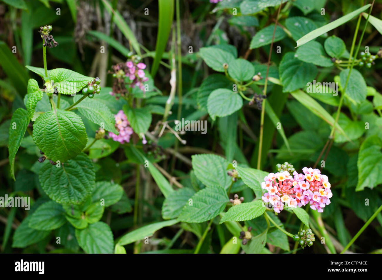 small pink wild flower Lantana Camara in tropical undergrowth near ...