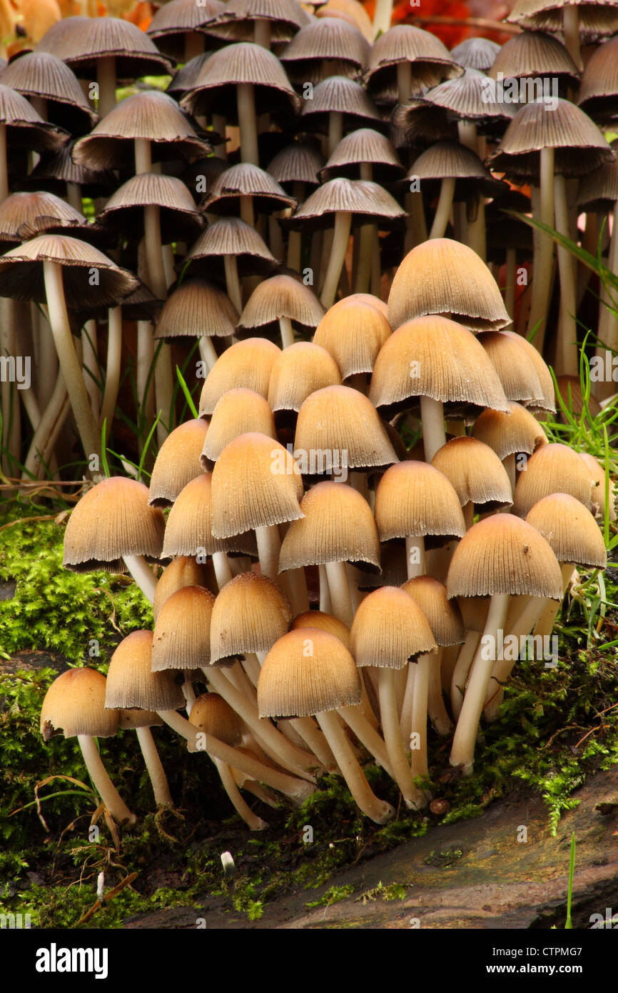British woodland fungi hi-res stock photography and images - Alamy