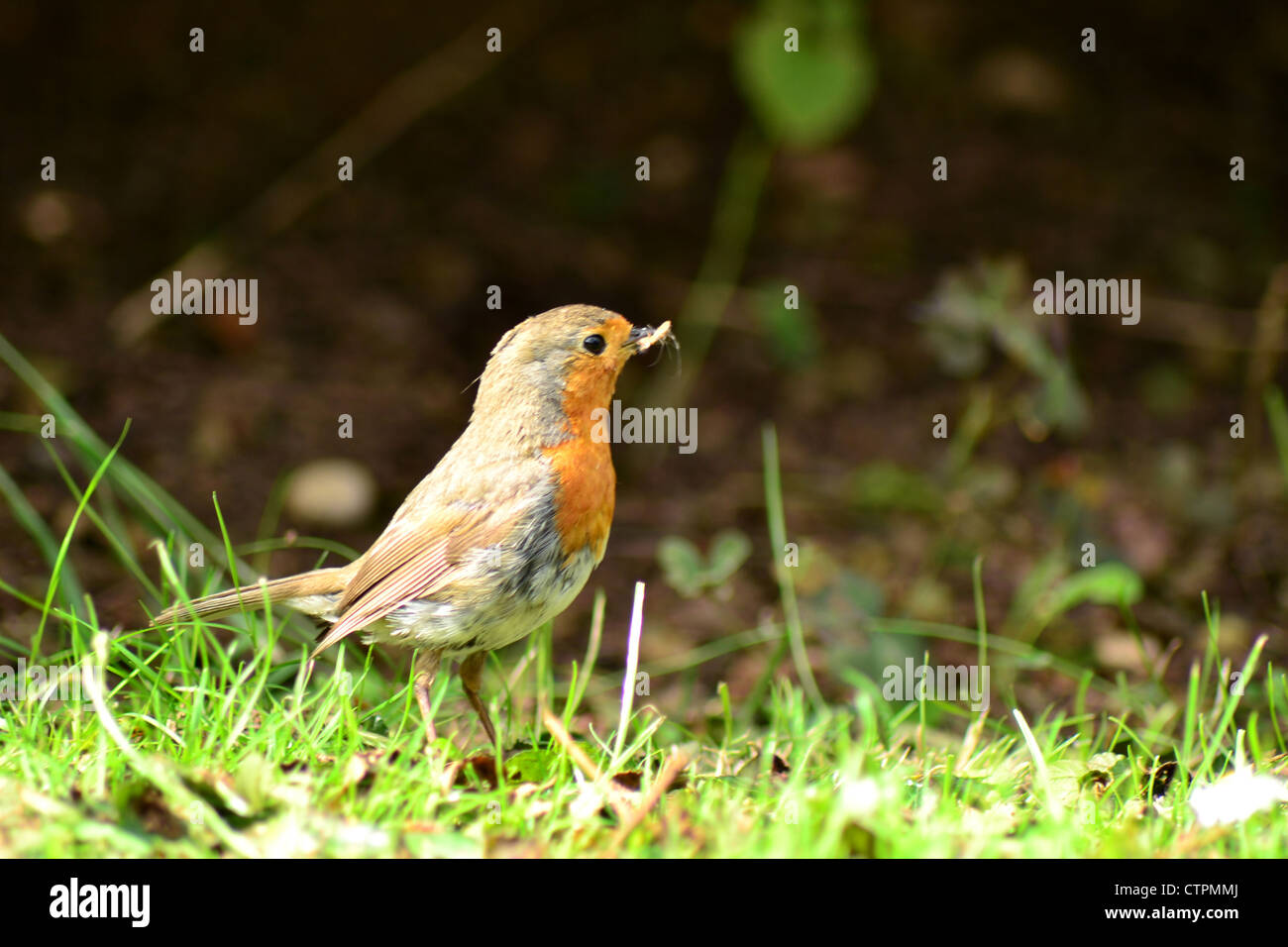 Summer robin hi-res stock photography and images - Alamy